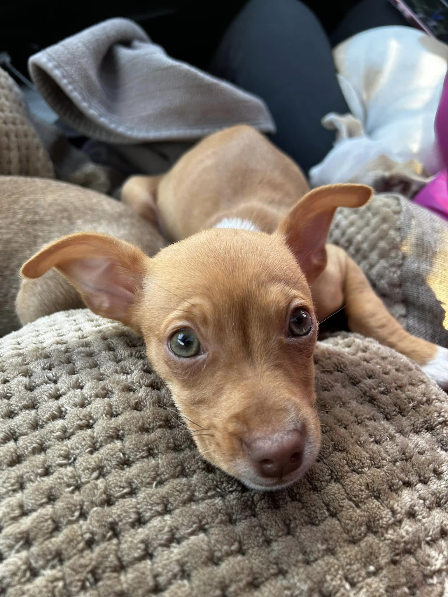 Dog for Adoption - Avery, a red Chi-Jack mix puppy, a Chihuahua in ...