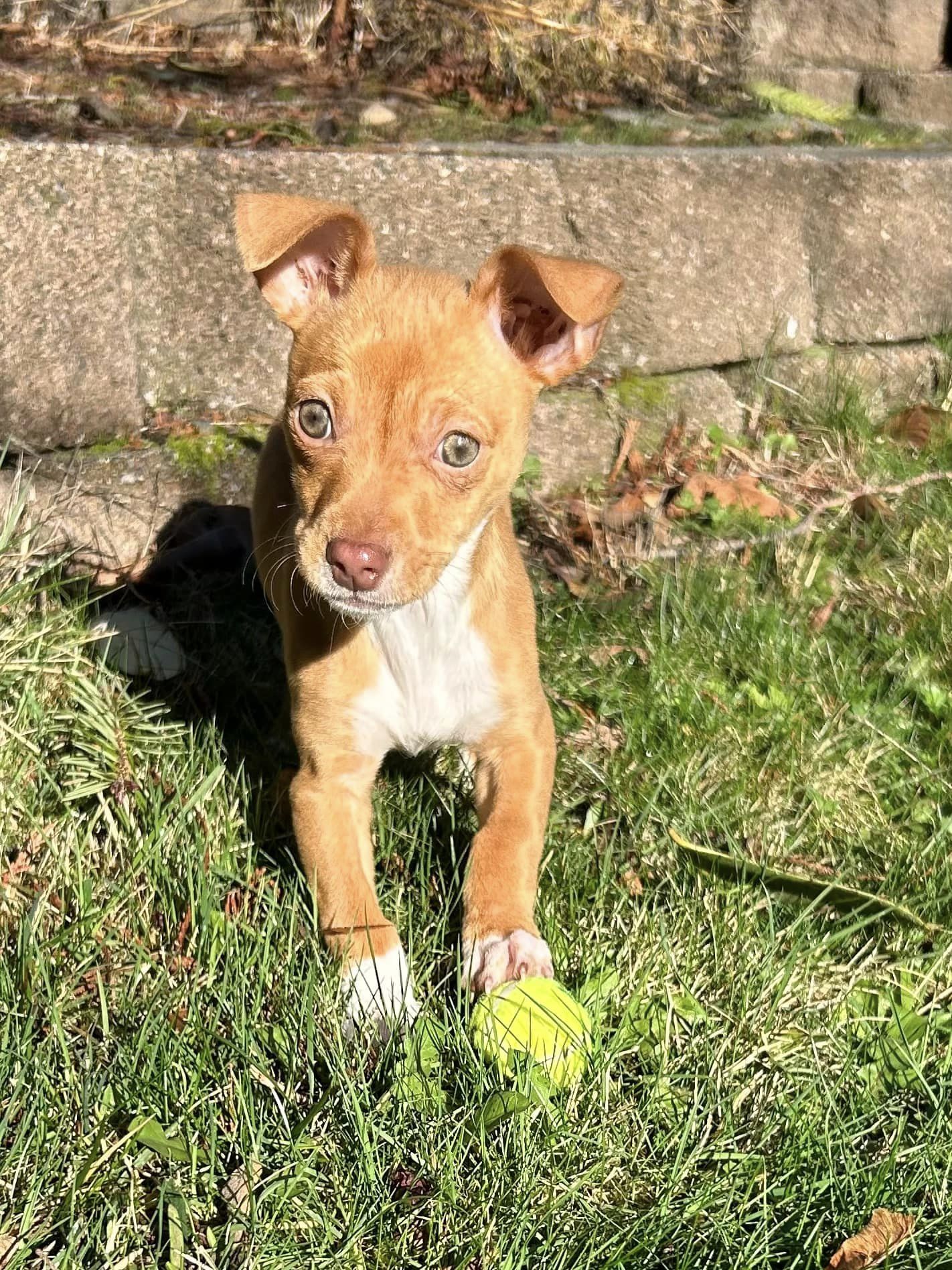 Dog for Adoption - Avery, a red Chi-Jack mix puppy, a Chihuahua in ...