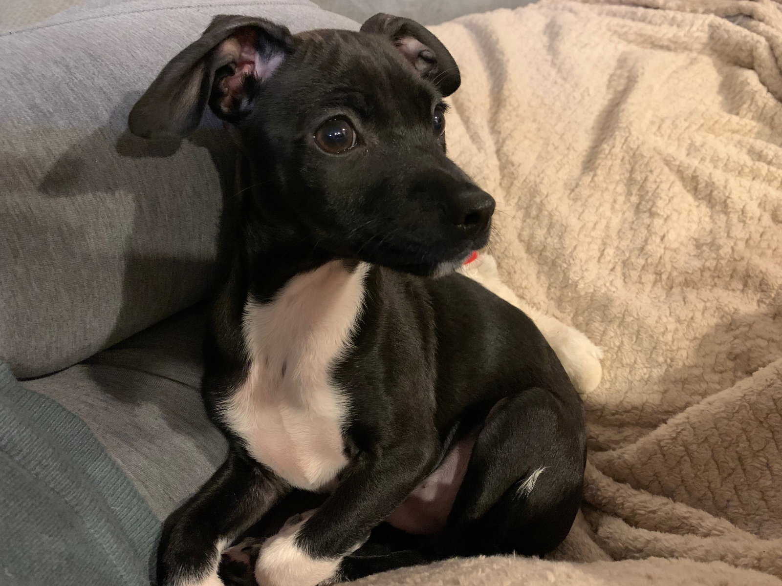 Dog for Adoption - Matteo, a small mixed breed puppy, a Chihuahua in ...