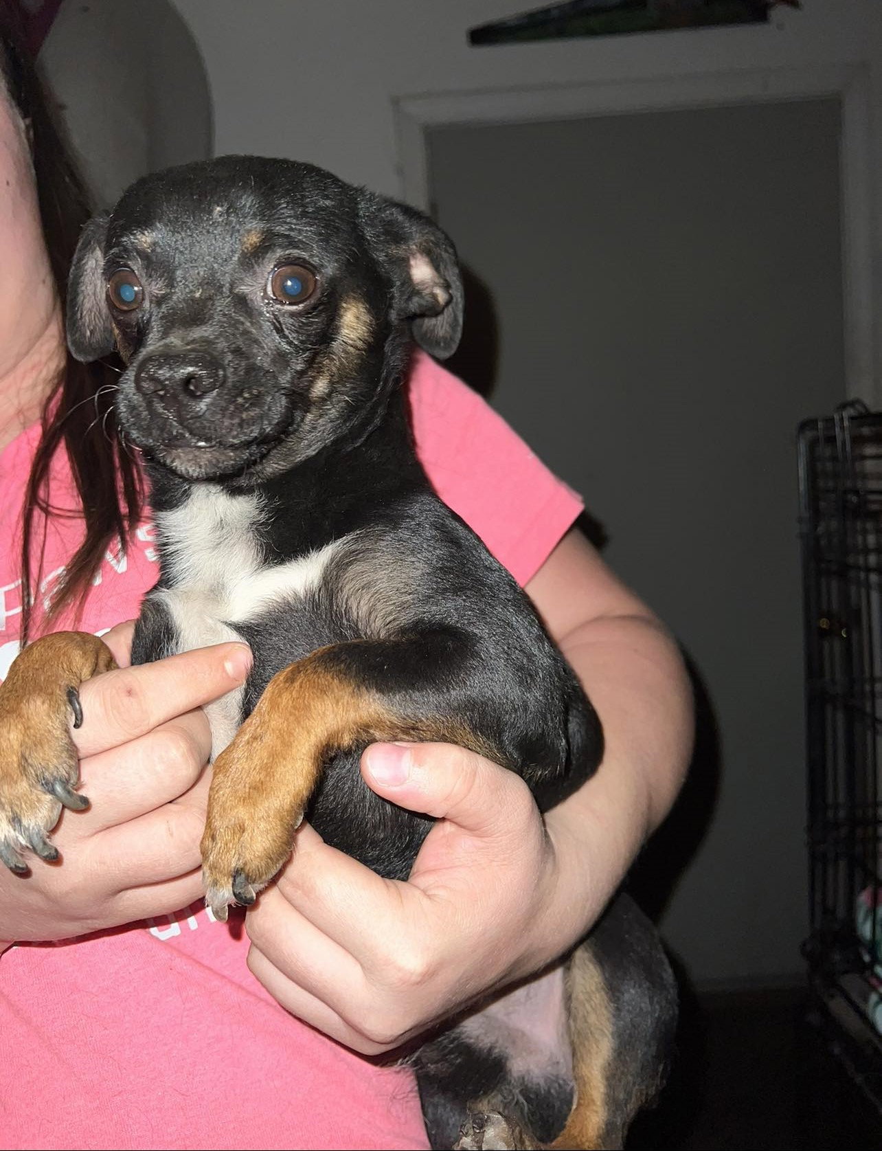 Dog for Adoption - Newman a Pug-Dachshund, a Dachshund in Coupeville ...