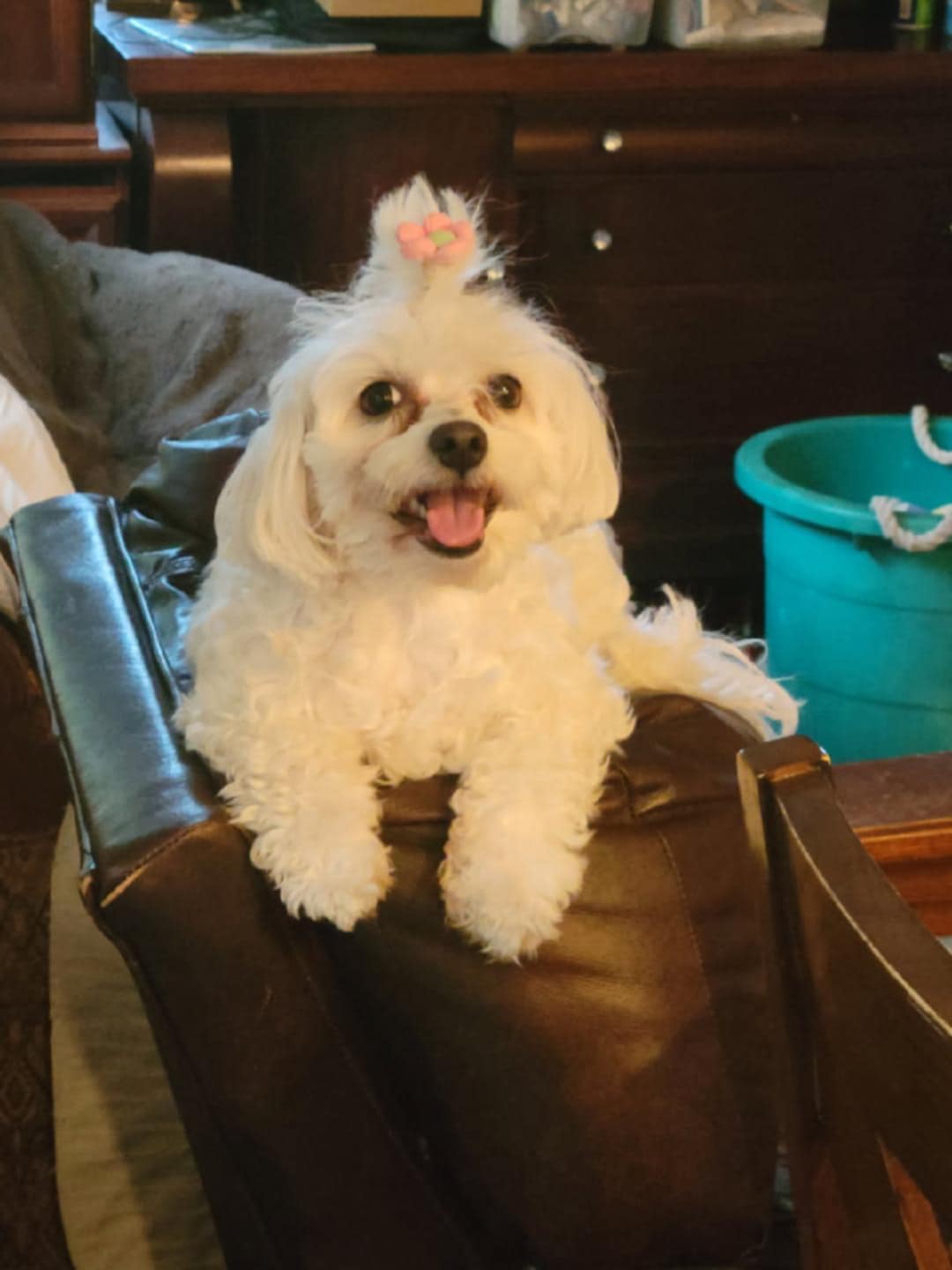 Dog for Adoption - Angel, A Havanese female, a Havanese in Snohomish ...