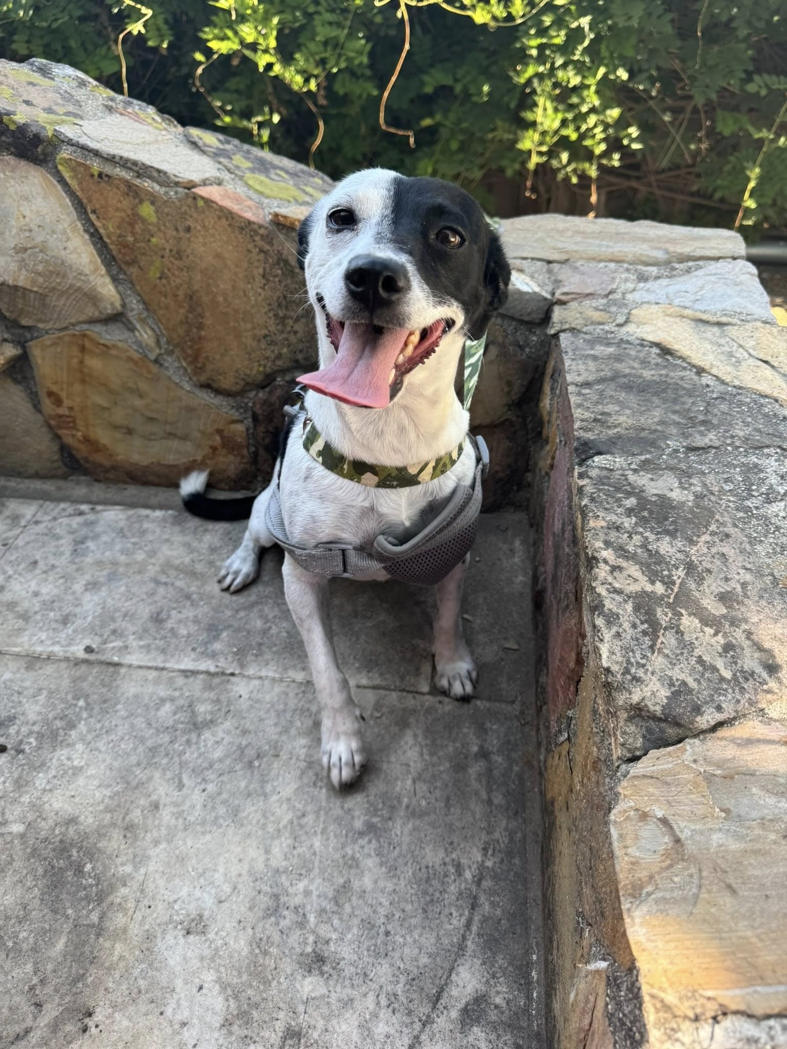 Dog for Adoption - Lucy a 1 year old Rat Terrier-Jack Russell mix, a Rat Terrier in Snohomish ...