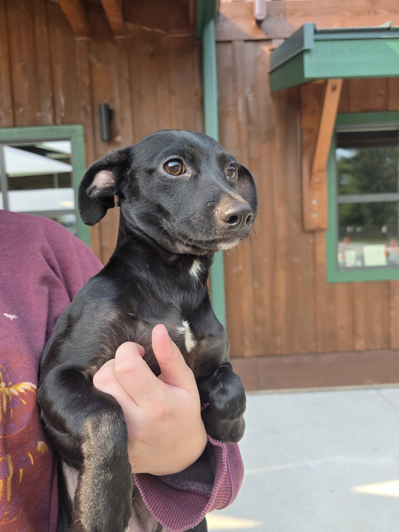 Dog for Adoption - Skye; An Italian Greyhound-Mix, a Italian Greyhound ...