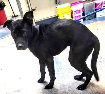 Dog for Adoption - 52063241 Available 2/18, a Terrier in Hernando ...