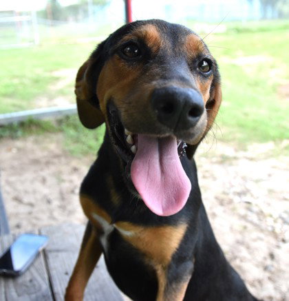 Dog for Adoption - Pringles (female), a Hound in The Villages, FL ...