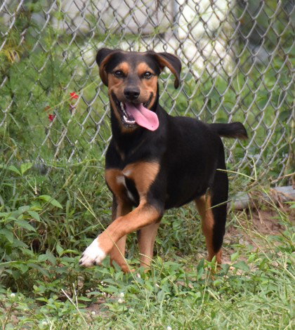 Dog for Adoption - Pringles (female), a Hound in The Villages, FL ...