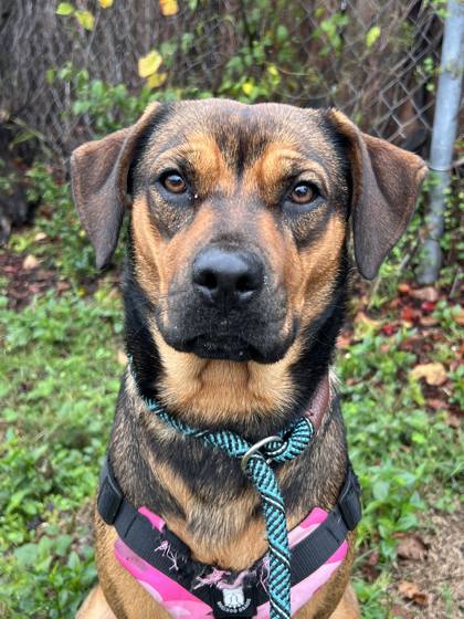 Dog for Adoption - Lola, a Rottweiler in Citra, FL | Alpha Paw
