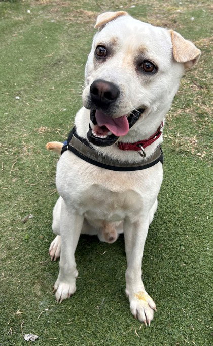 Dog for Adoption - Soul, a Retriever in Heritage Pines, FL | Alpha Paw