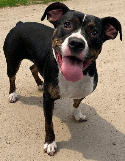 Dog for Adoption - Luna, a American Staffordshire Terrier in Citra, FL ...