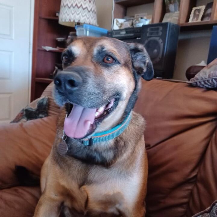 Adopt - Help A Dog Smile