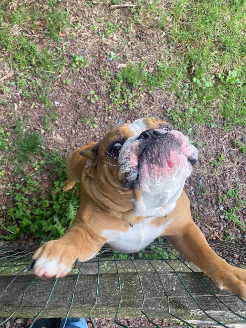 Dog for Adoption - Teddy, a English Bulldog in Ocean County, NJ | Alpha Paw