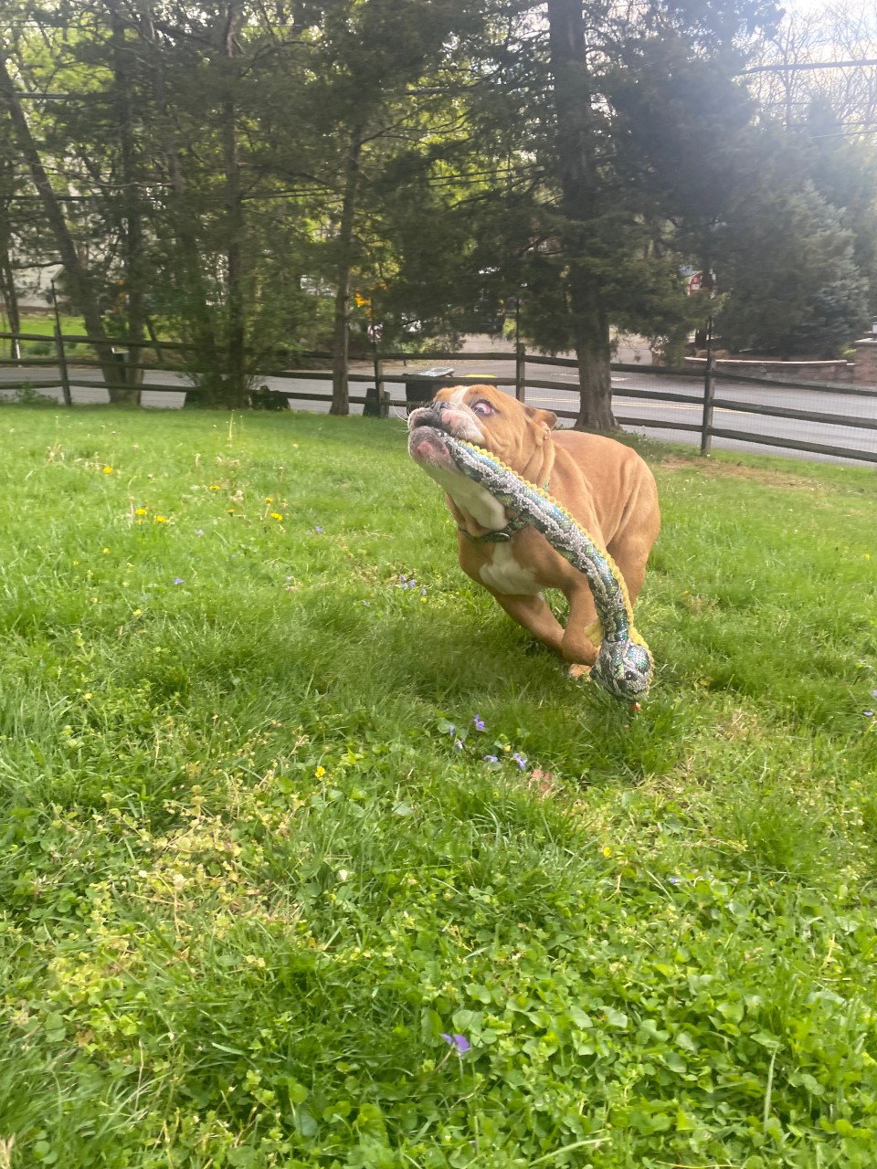 Dog for Adoption - Teddy, a English Bulldog in Ocean County, NJ | Alpha Paw