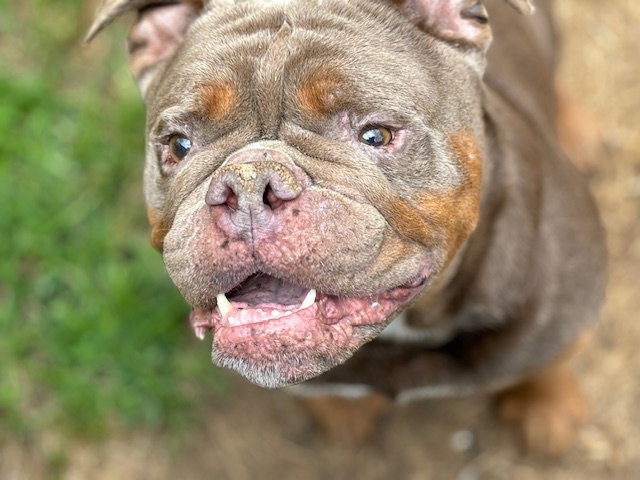 Dog for Adoption - Parkland, a Bulldog in National Park, NJ | Alpha Paw