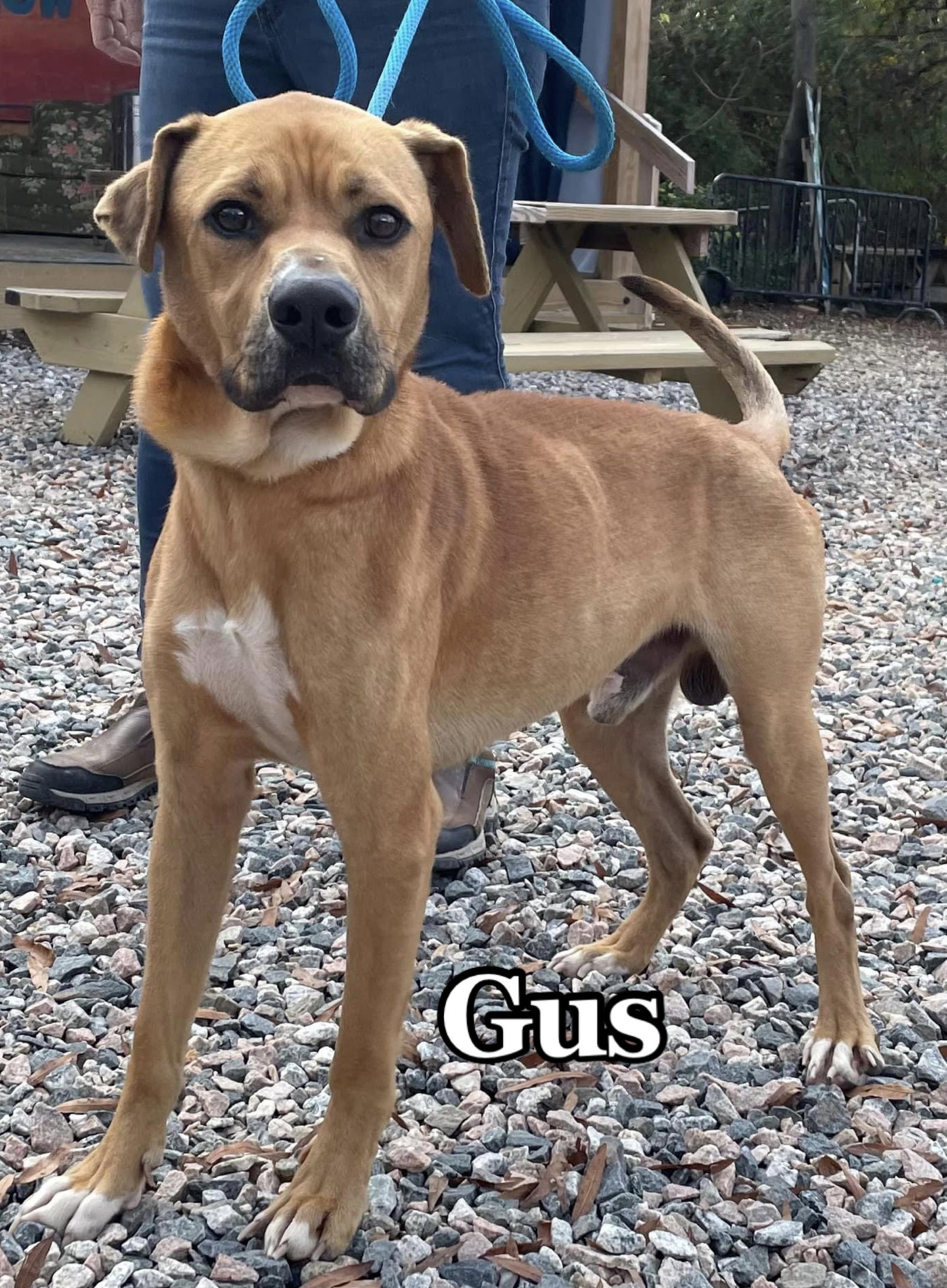 Dog for Adoption - Gus, a Hound in Lexington, NC | Alpha Paw
