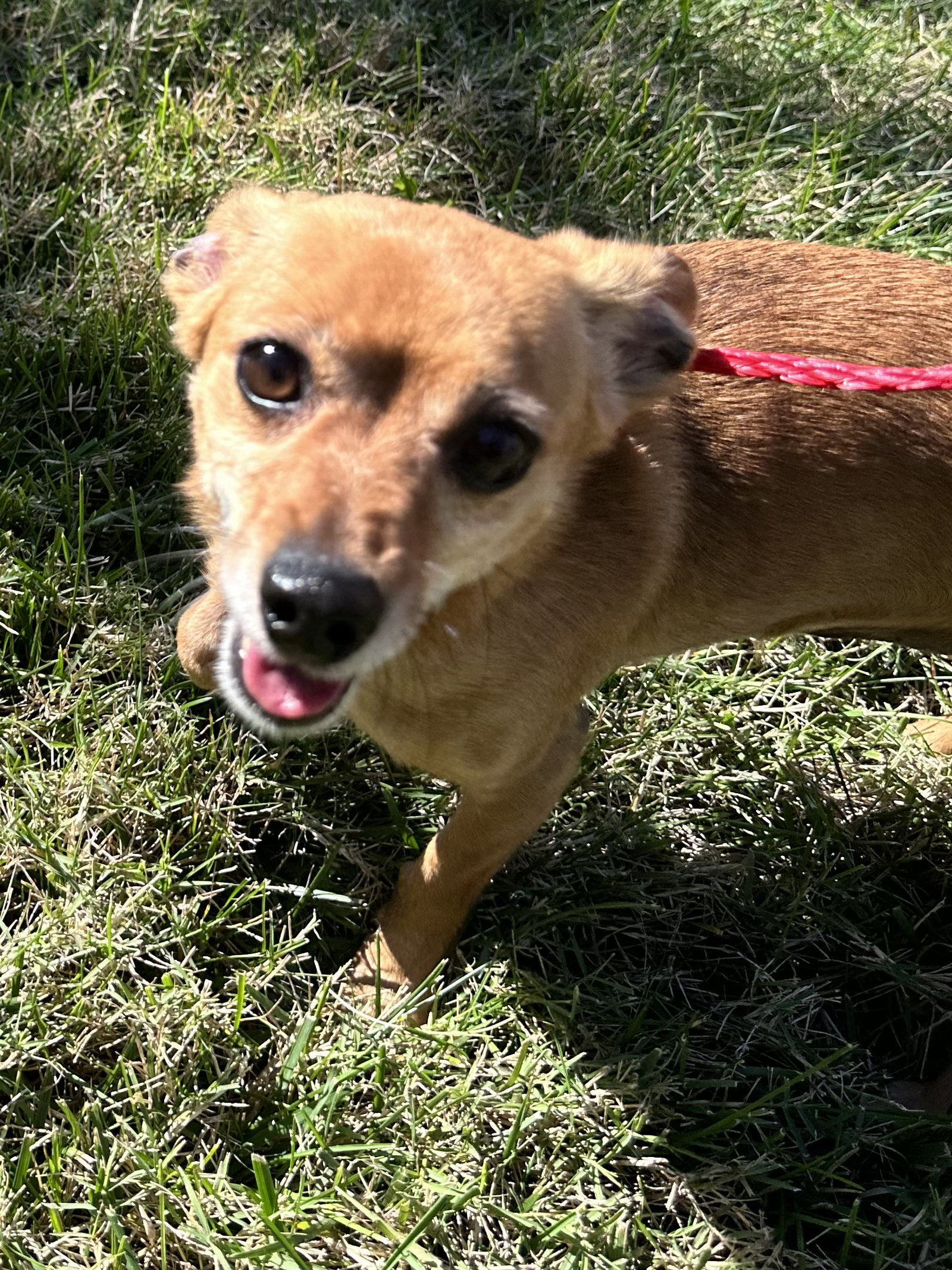 Dog for Adoption - Frederick, a Chihuahua in Chatham County, NC | Alpha Paw