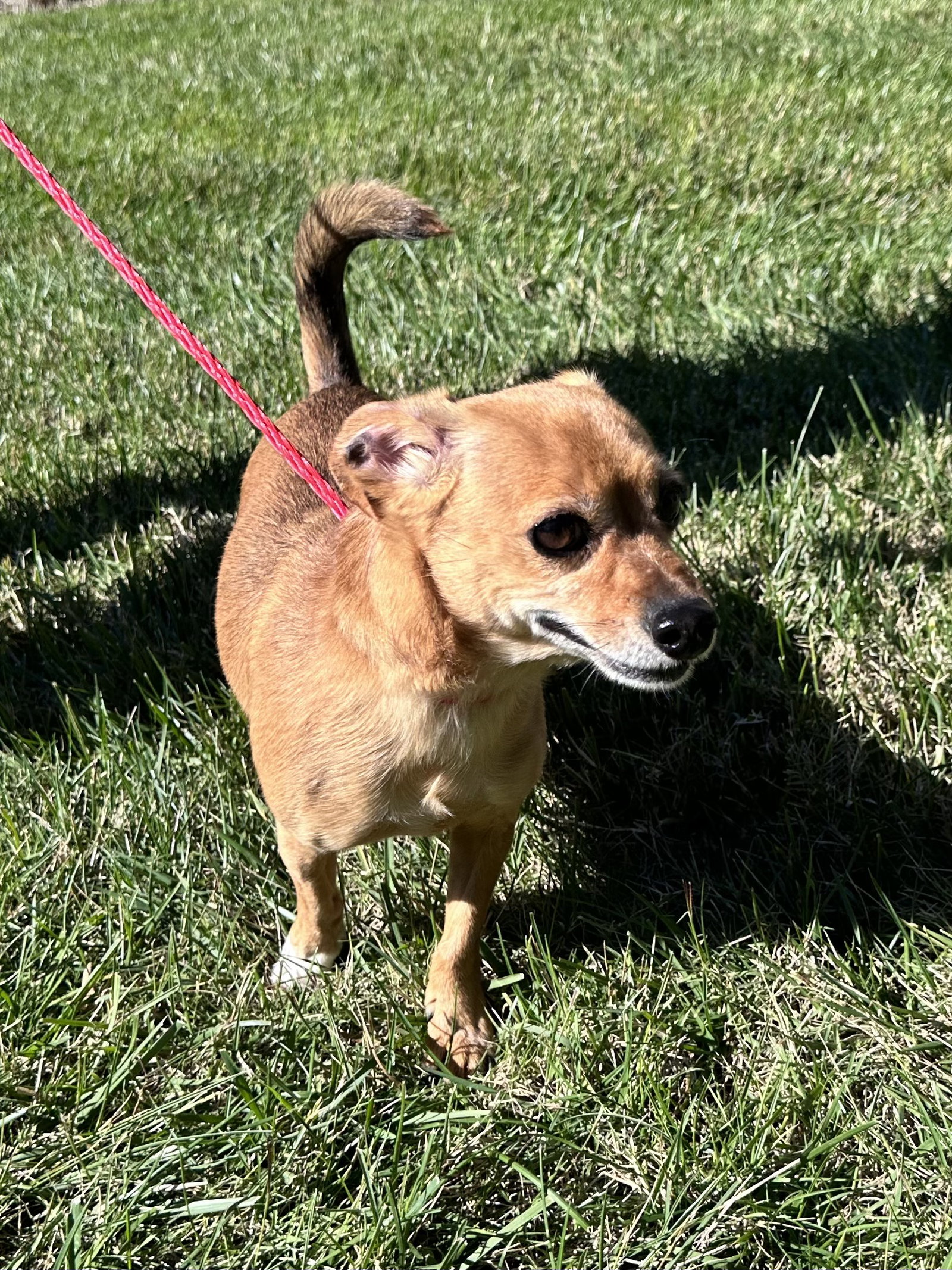 Dog for Adoption - Frederick, a Chihuahua in Chatham County, NC | Alpha Paw