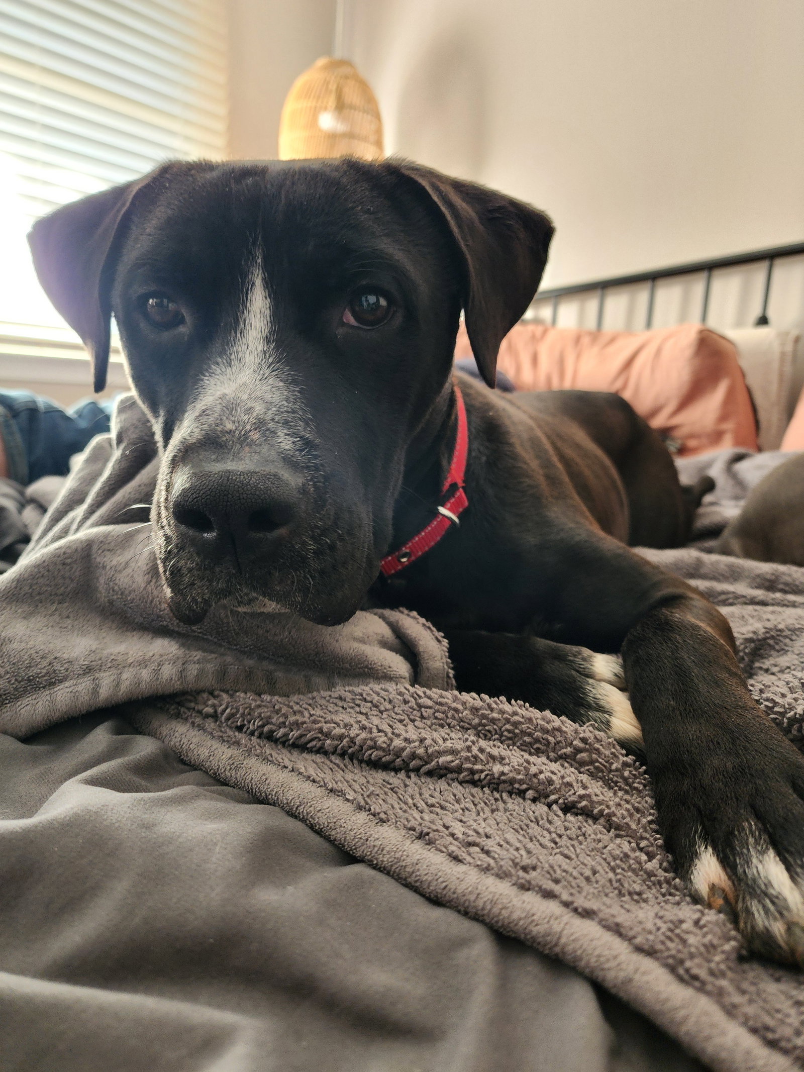 Dog for Adoption - Sammy, a Labrador Retriever in Guilford County, NC ...