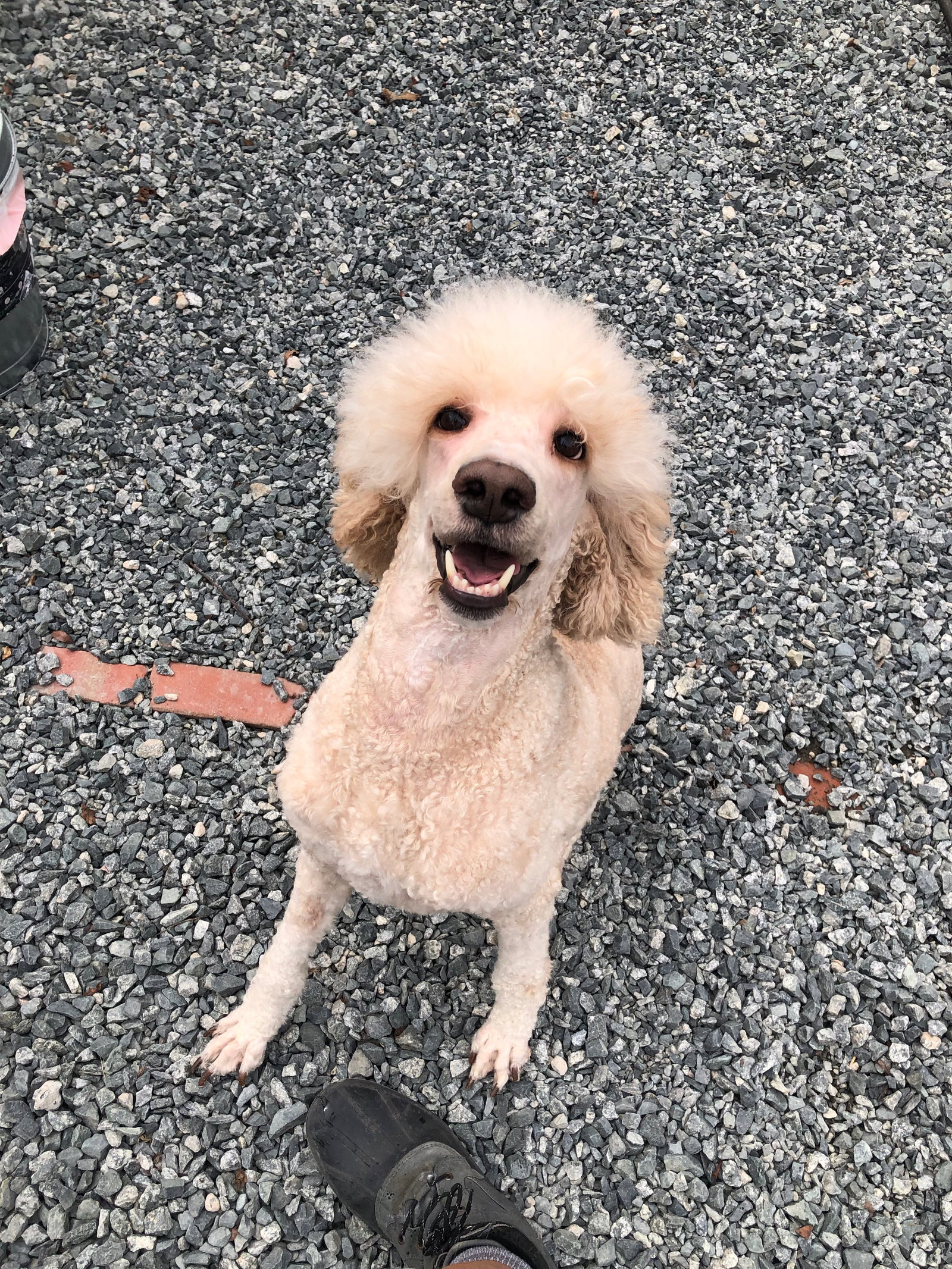 Dog for Adoption - Emmett, a Poodle (Standard) in Saxapahaw, NC | Alpha Paw