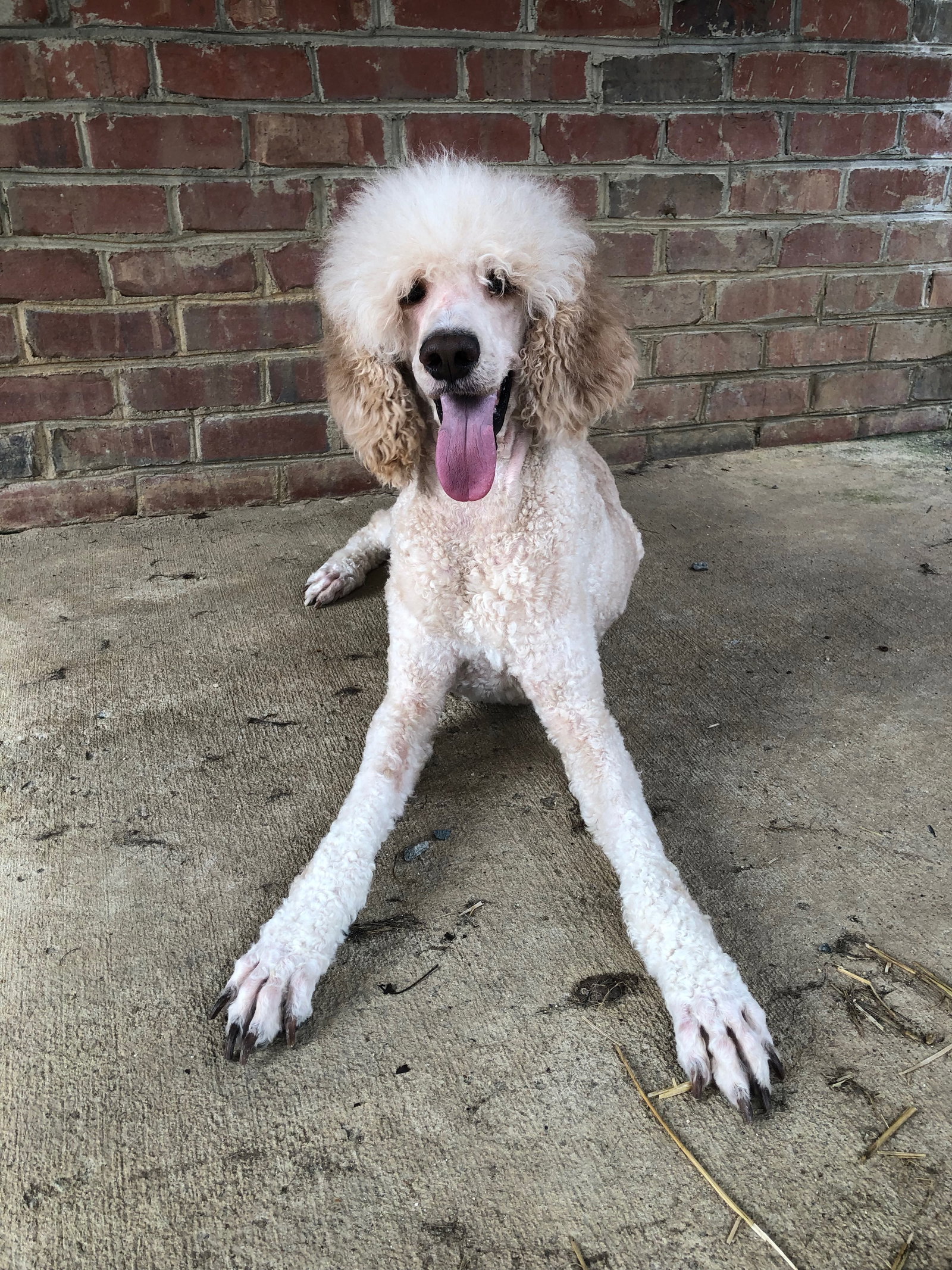 Dog for Adoption - Emmett, a Poodle (Standard) in High Point, NC ...