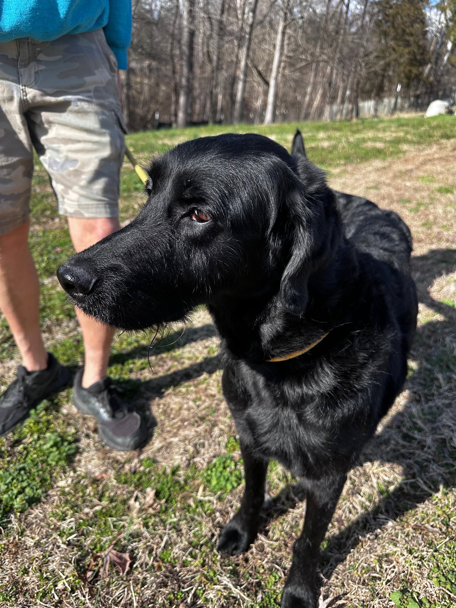 Dog for Adoption - Maggie, a Labrador Retriever in White Plains, NC ...