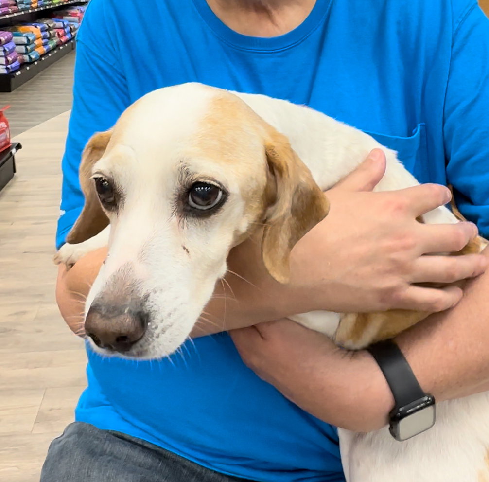 Dog for Adoption - Sissy Ann, a Beagle in Asheboro, NC | Alpha Paw
