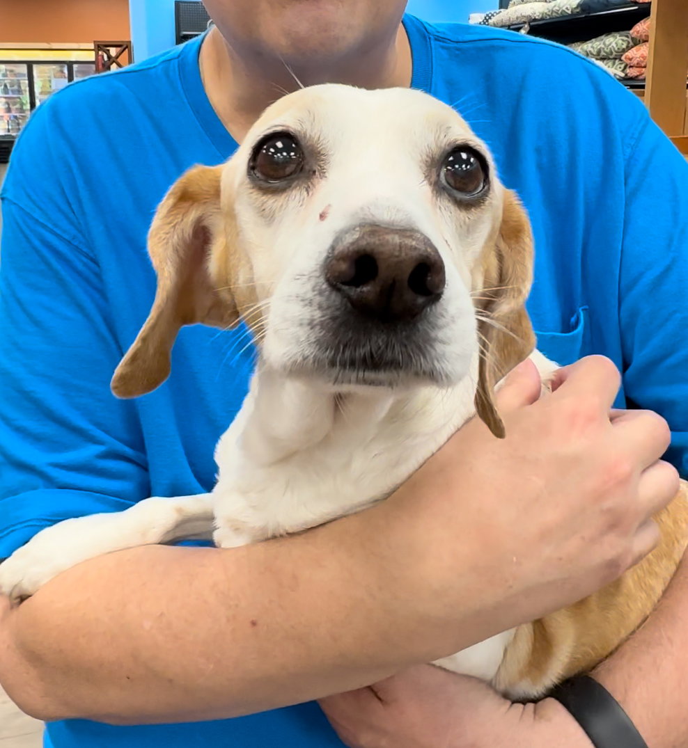 Dog for Adoption - Sissy Ann, a Beagle in Asheboro, NC | Alpha Paw