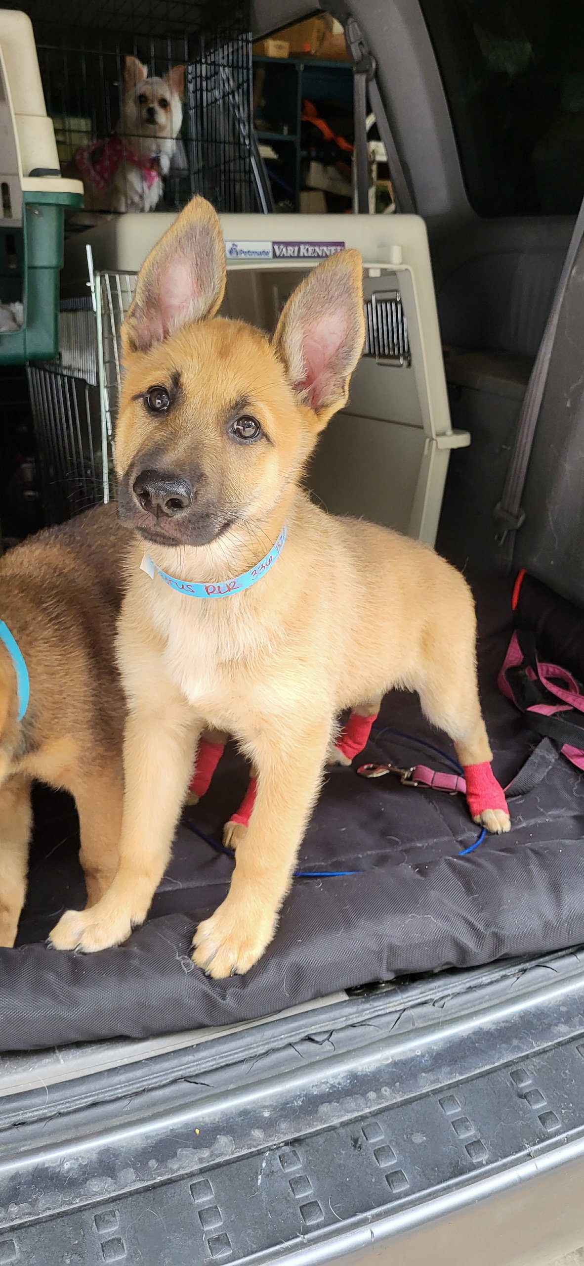 Dog for Adoption - Captain, a German Shepherd Dog in Albemarle, NC ...