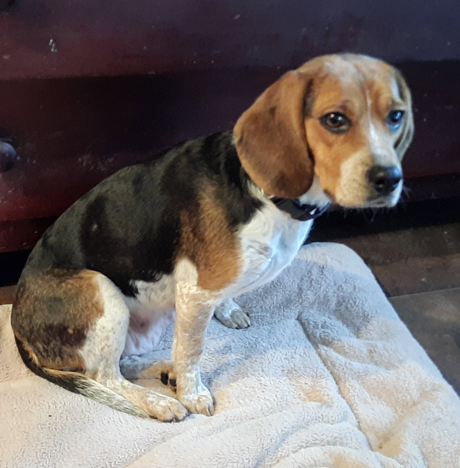 Dog for Adoption - Bridget, a Beagle in Logan, OH | Alpha Paw
