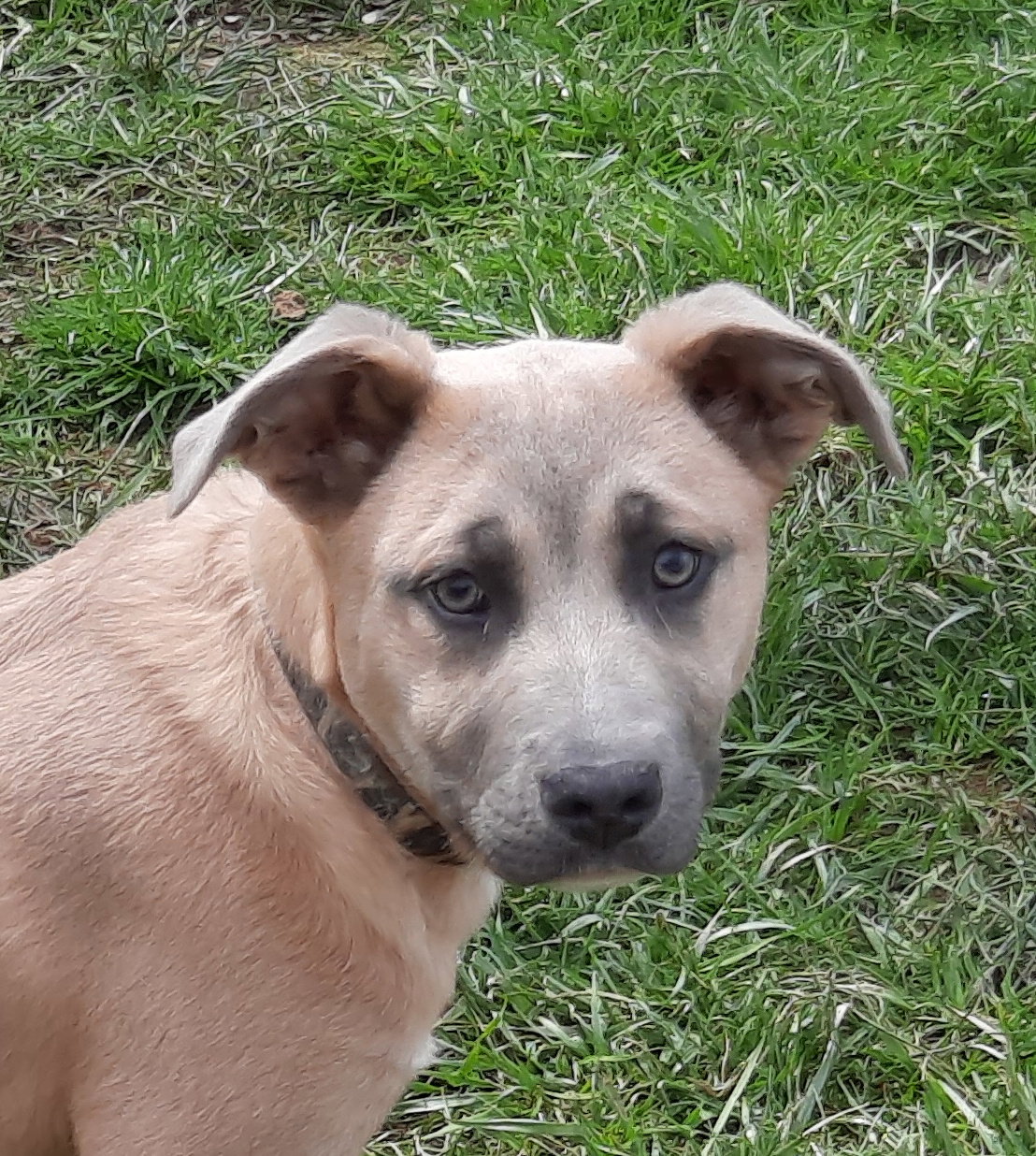 Dog for Adoption - Dover, a Shepherd in Athens County, OH | Alpha Paw