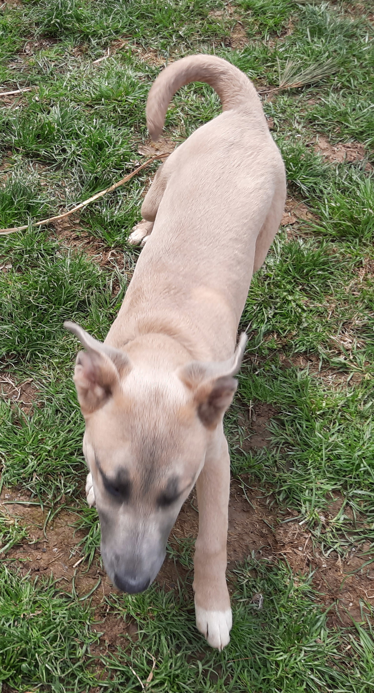 Dog for Adoption - Dover, a Shepherd in Athens County, OH | Alpha Paw