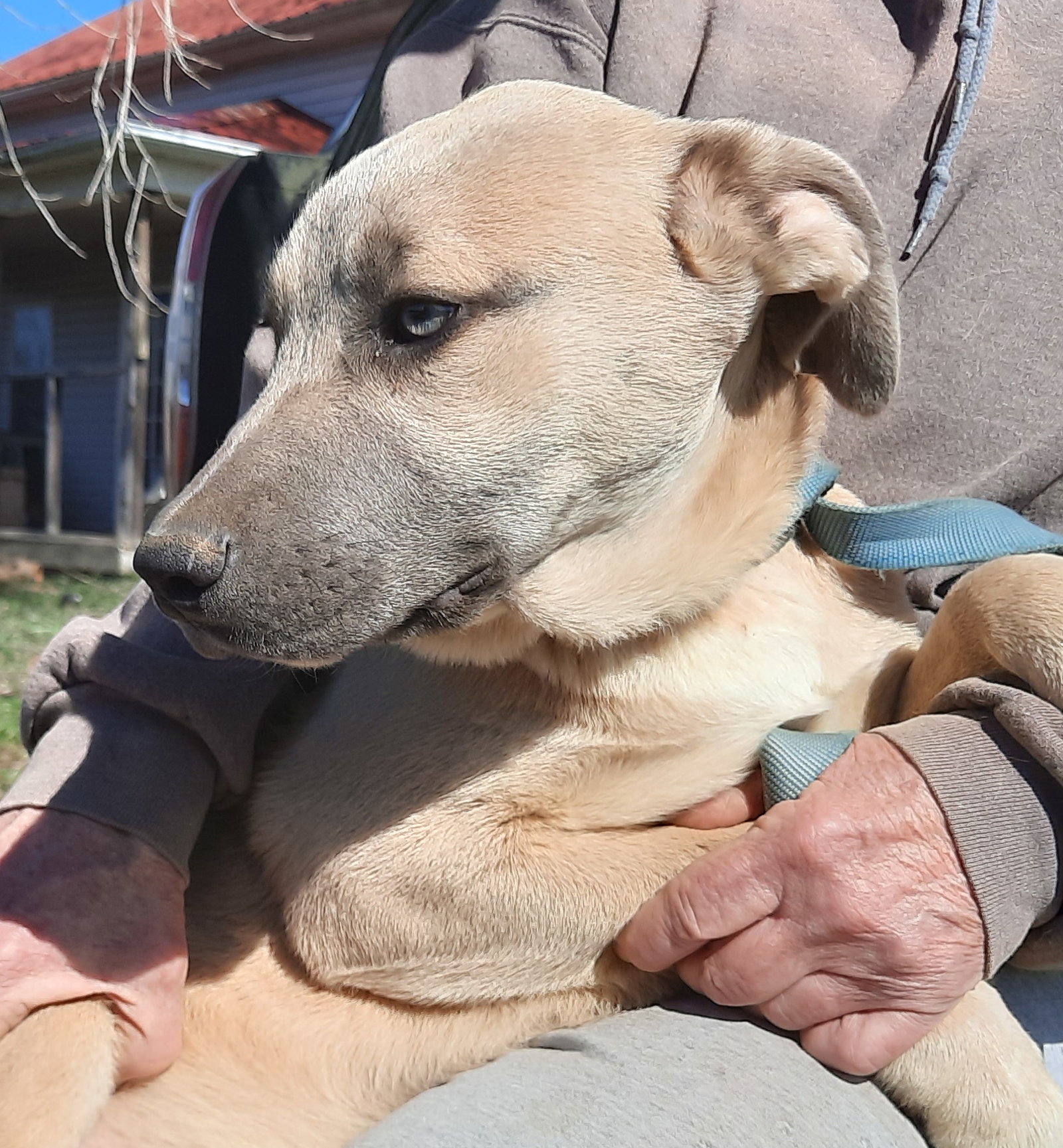 Dog for Adoption - Dover, a Shepherd in Athens County, OH | Alpha Paw