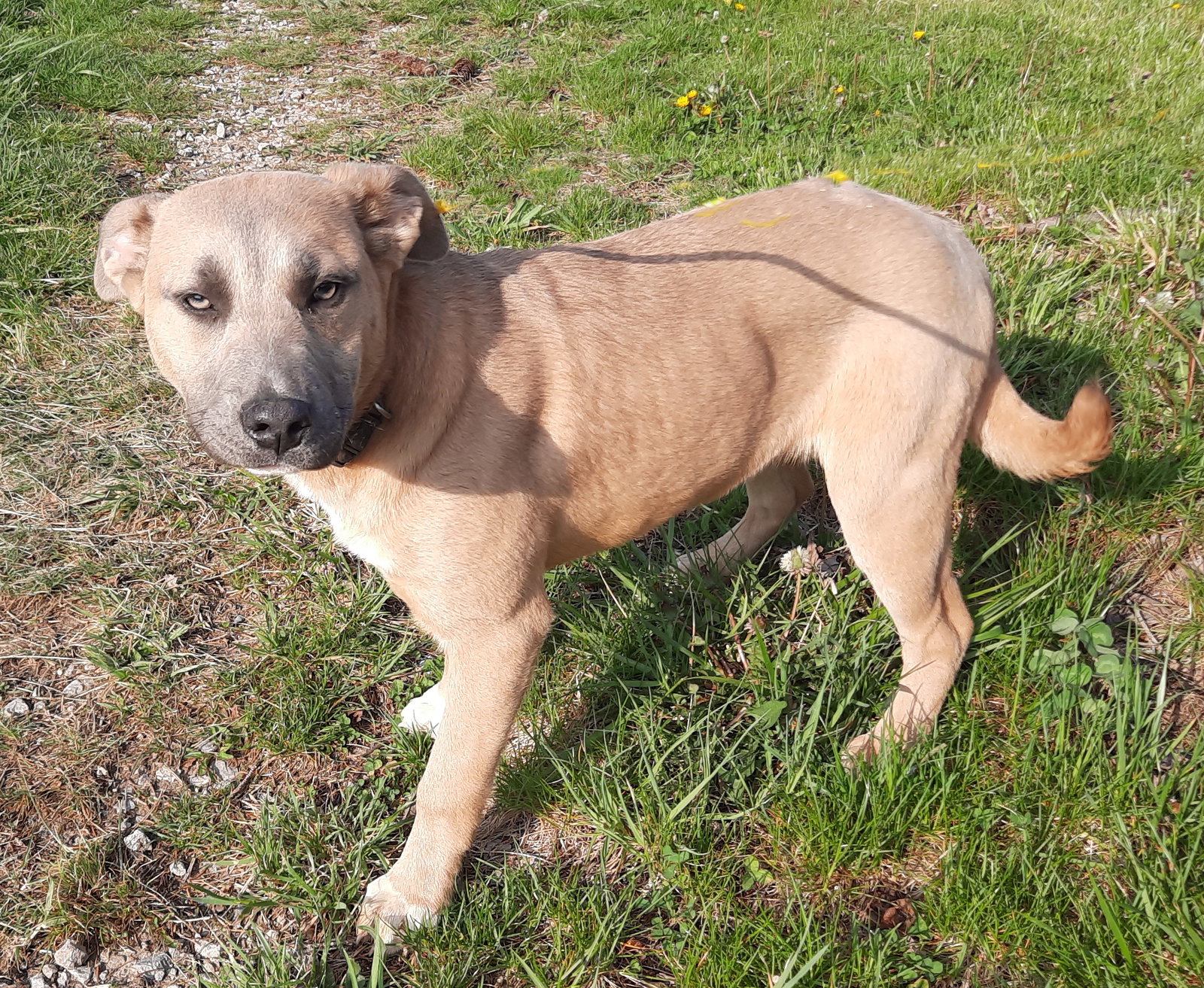 Dog for Adoption - Dover, a Shepherd in Athens County, OH | Alpha Paw