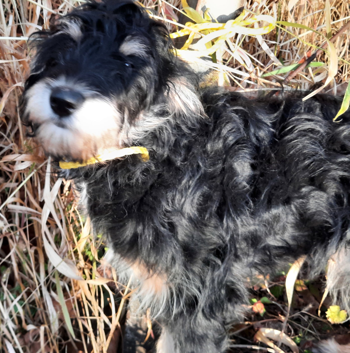 Dog for Adoption - Kevy, a Golden Retriever in Athens, OH | Alpha Paw