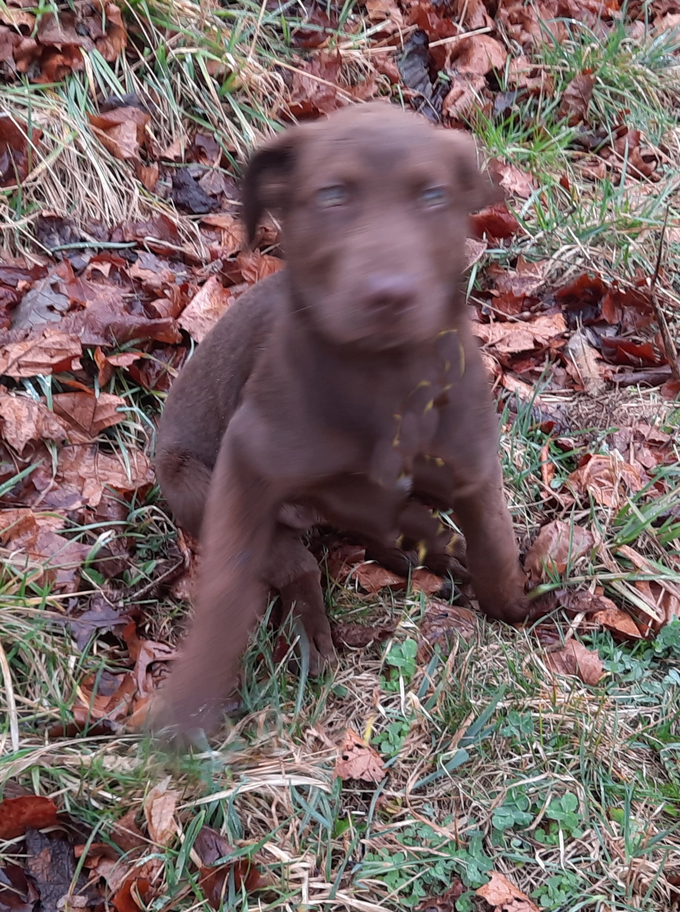 Dog for Adoption - Bart, a Chocolate Labrador Retriever in Cambridge ...