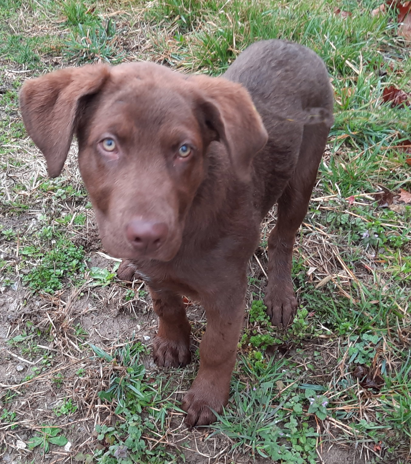 Dog for Adoption - Bart, a Chocolate Labrador Retriever in Marietta, OH ...
