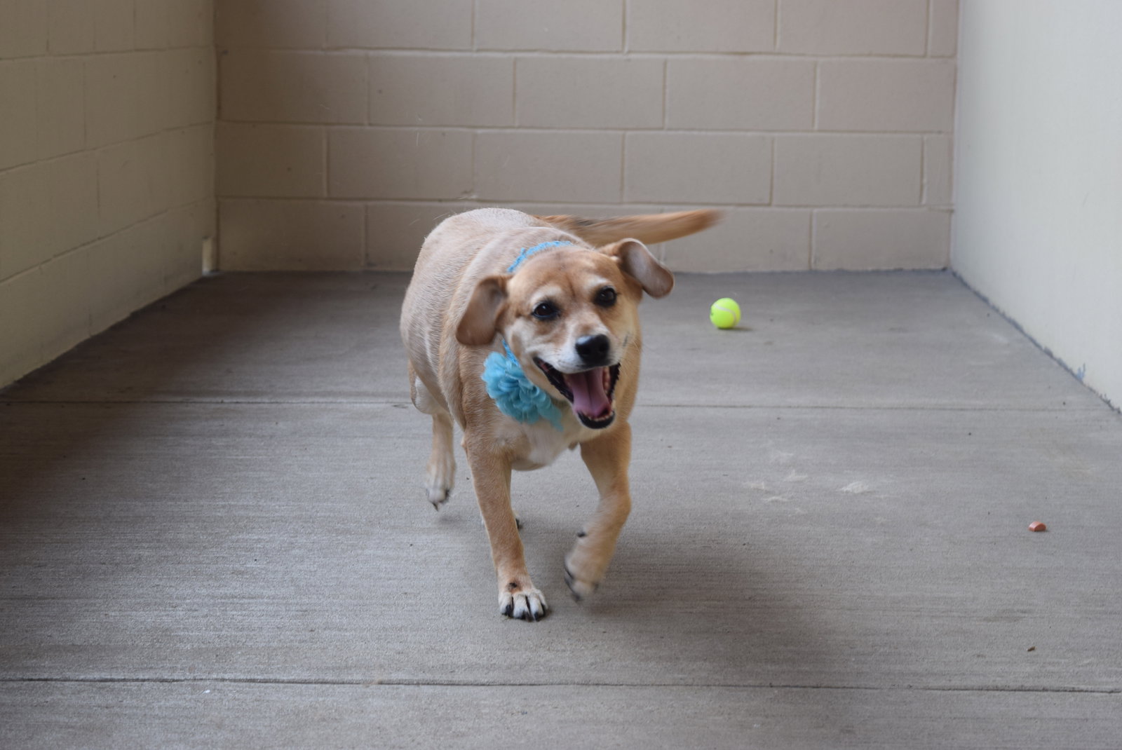 Dog for Adoption - Winny, a Labrador Retriever in Sherman, TX | Alpha Paw