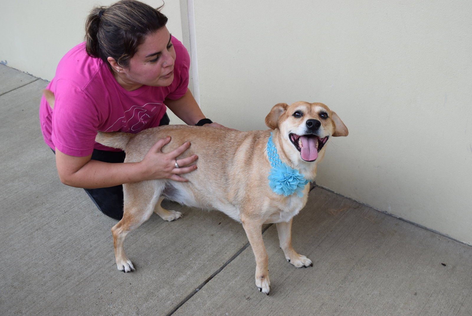 Dog for Adoption - Winny, a Labrador Retriever in Sherman, TX | Alpha Paw