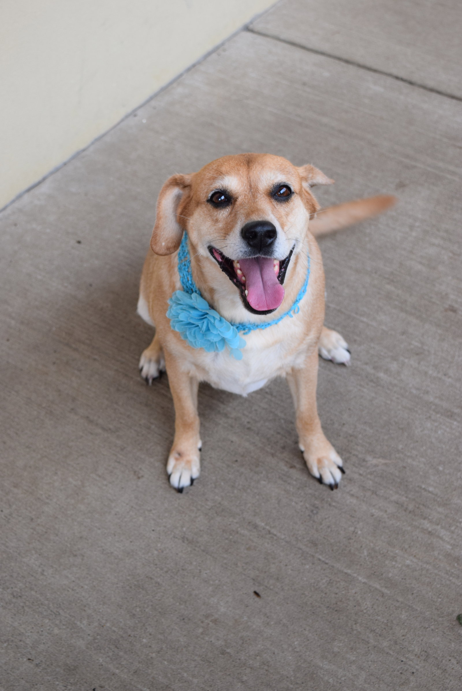 Dog for Adoption - Winny, a Labrador Retriever in Sherman, TX | Alpha Paw