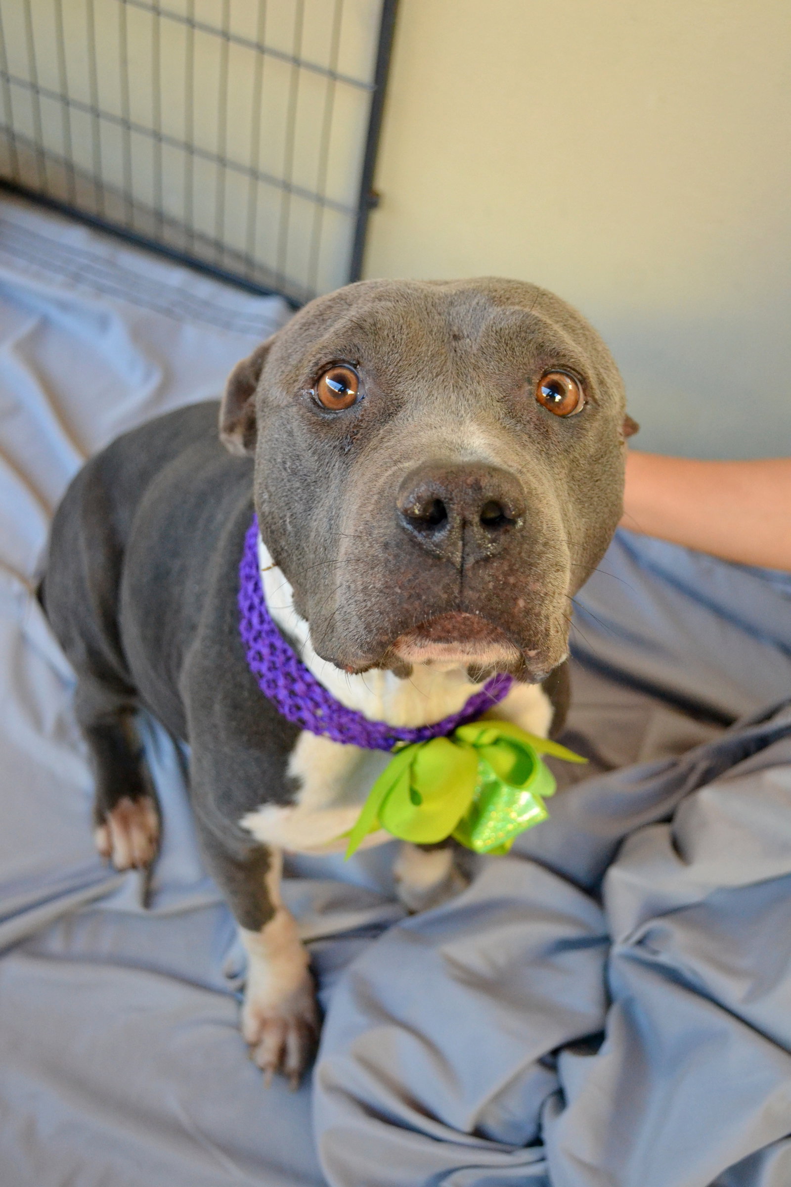 Dog for Adoption - Vamp, a American Staffordshire Terrier in Frisco, TX ...