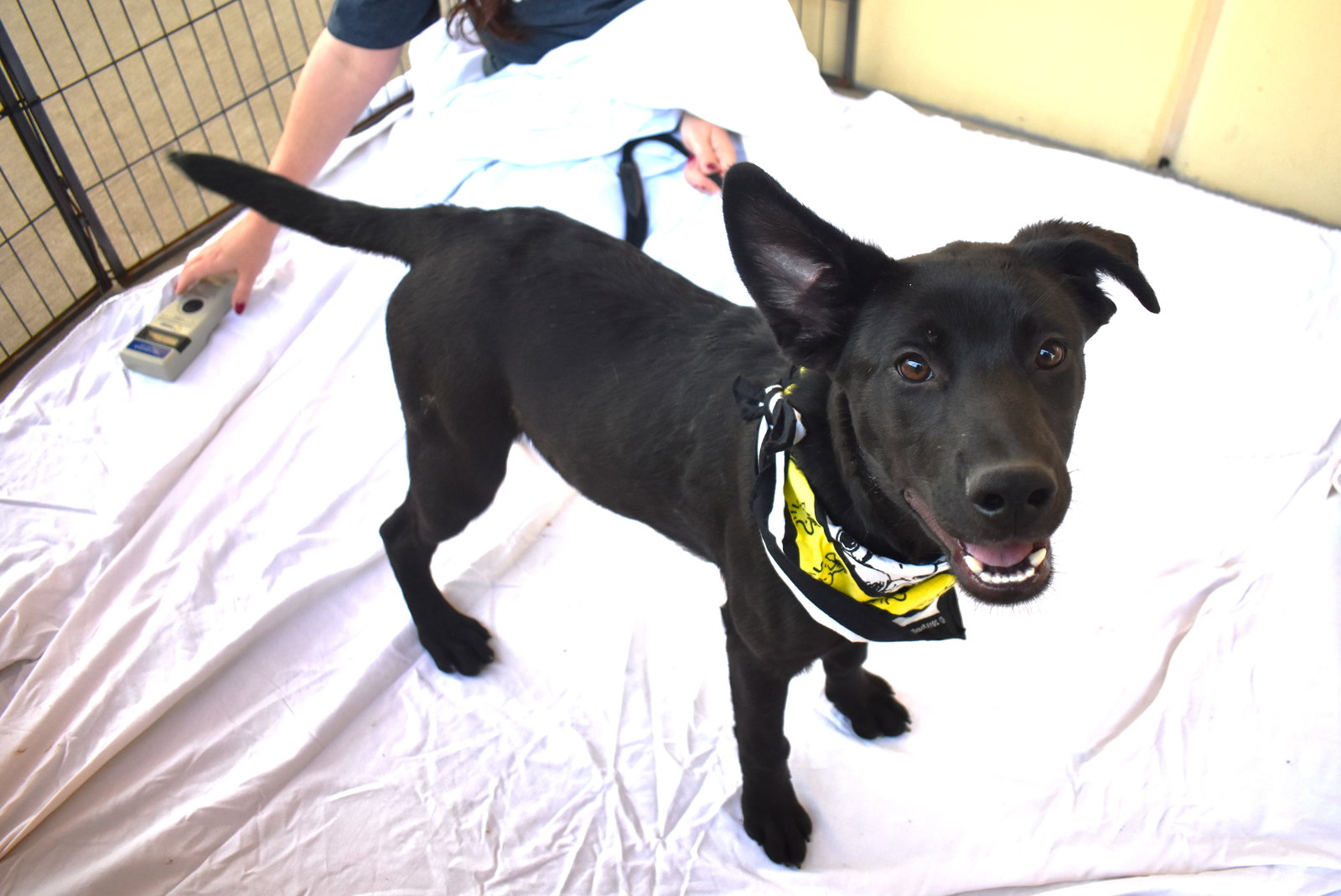 Dog for Adoption - Cheeto, a Labrador Retriever in Caddo Mills, TX ...