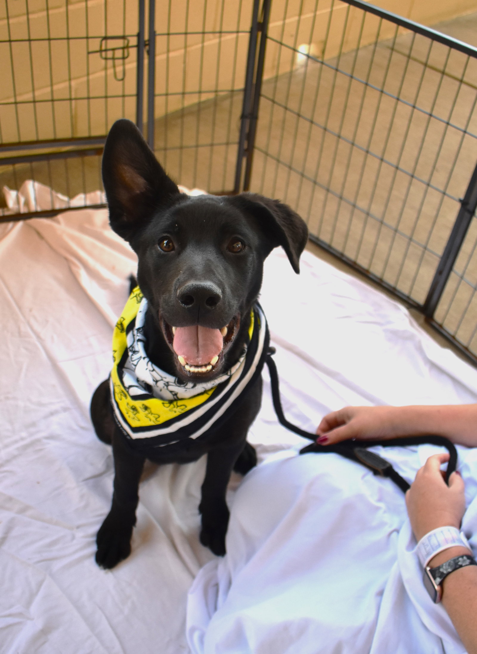 Dog for Adoption - Cheeto, a Labrador Retriever in Caddo Mills, TX ...
