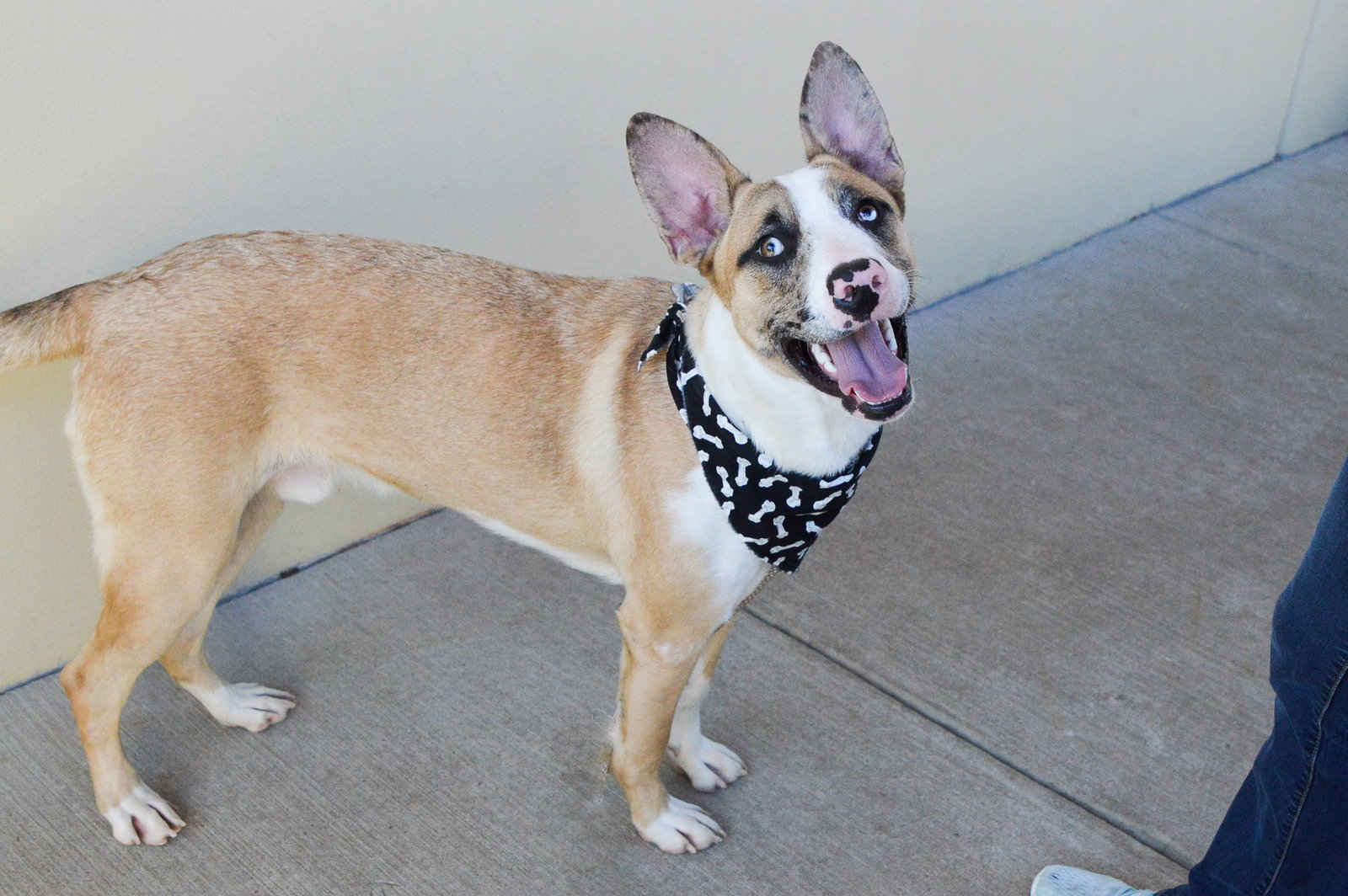 Dog for Adoption - Connor, a Shepherd in Keller, TX | Alpha Paw