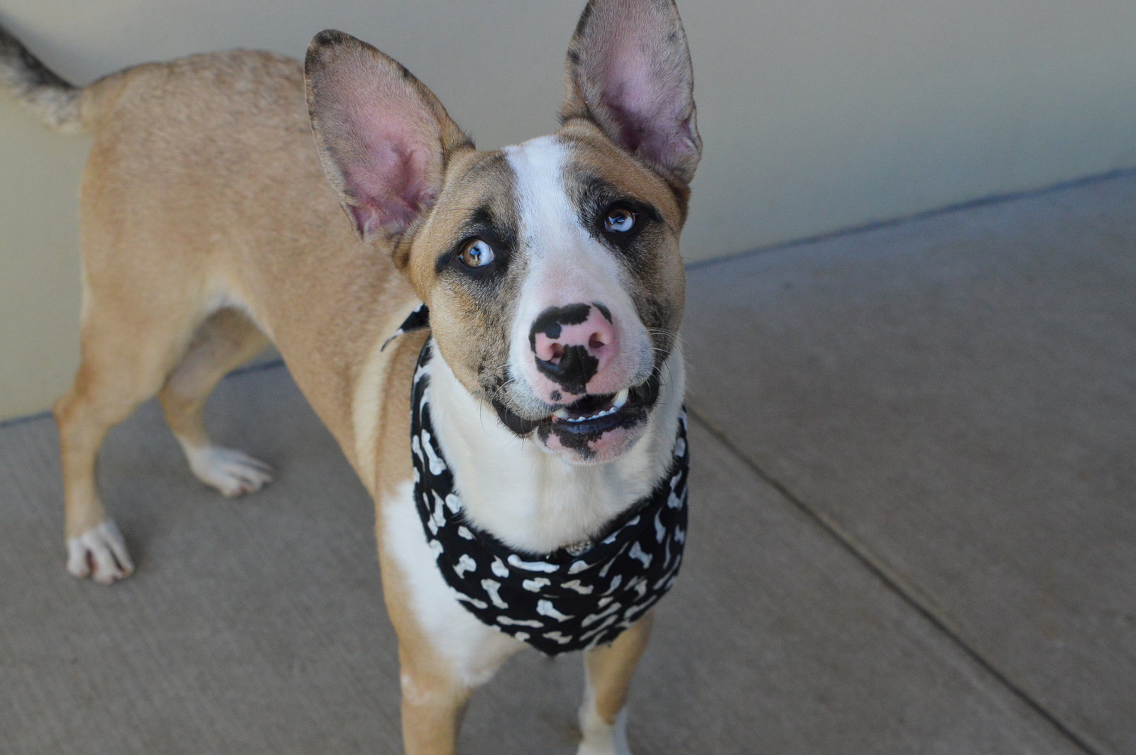 Dog for Adoption - Connor, a Shepherd in Keller, TX | Alpha Paw
