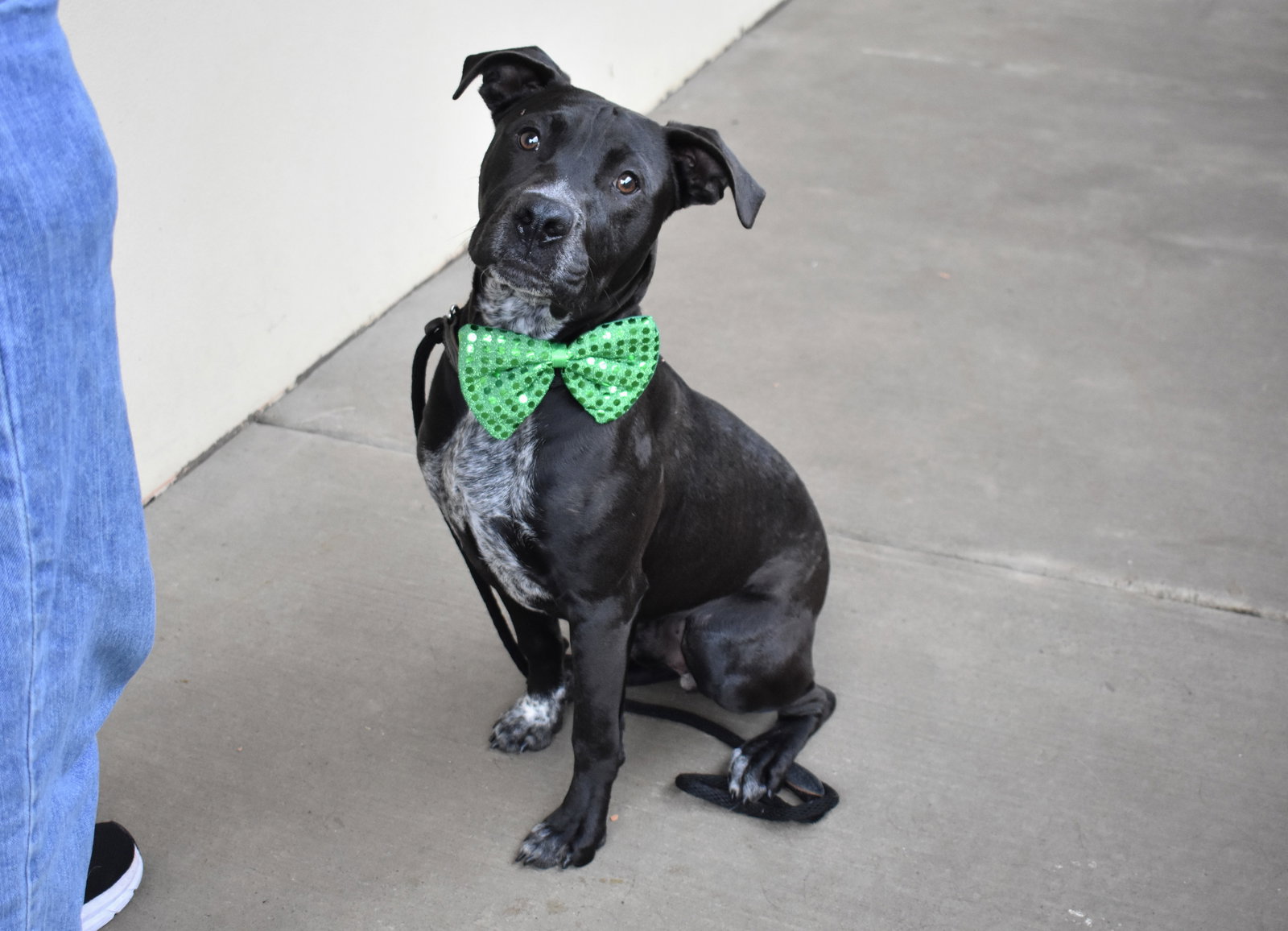 Dog for Adoption - Patrick, a Labrador Retriever in Keller, TX | Alpha Paw