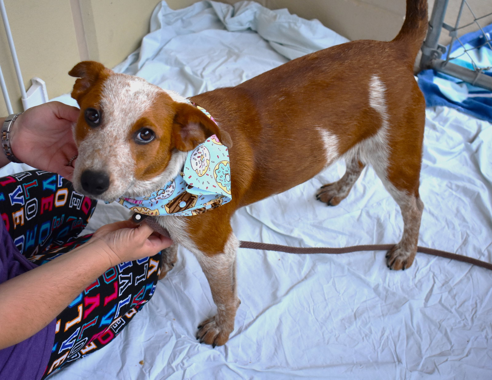 Dog for Adoption - Alexandria, a Australian Cattle Dog/Blue Heeler in ...