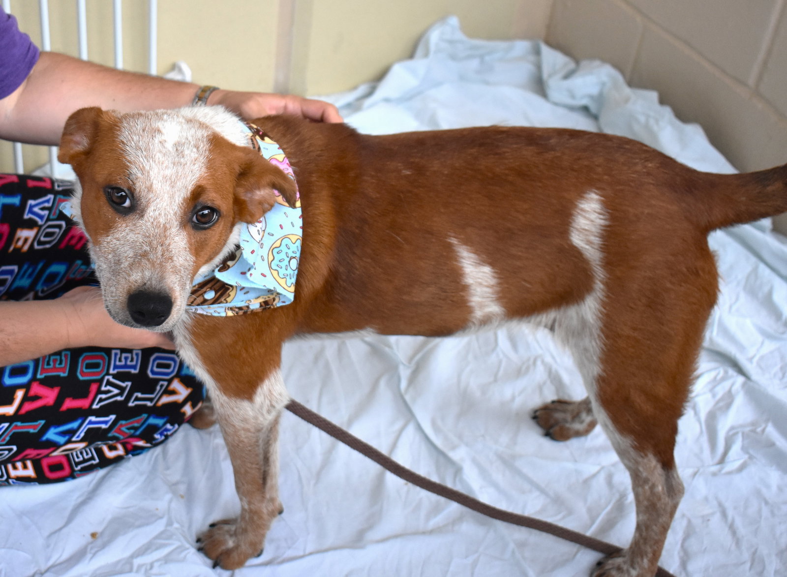 Dog for Adoption - Alexandria, a Australian Cattle Dog/Blue Heeler in ...