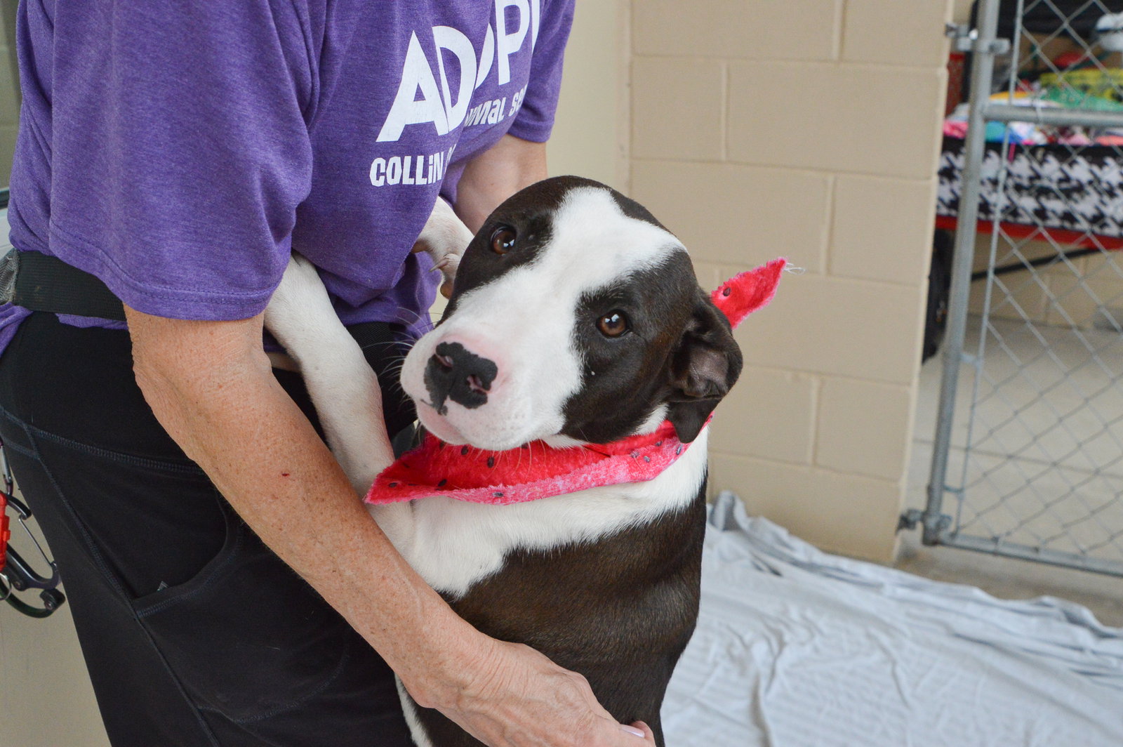 Dog for Adoption - Africa, a Border Collie in Haslet, TX | Alpha Paw