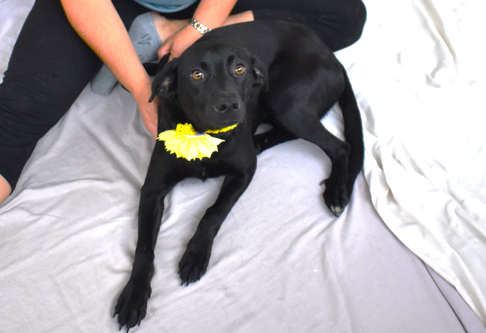 Dog for Adoption - Mermaid, a Labrador Retriever in Sherwood Shores, TX ...
