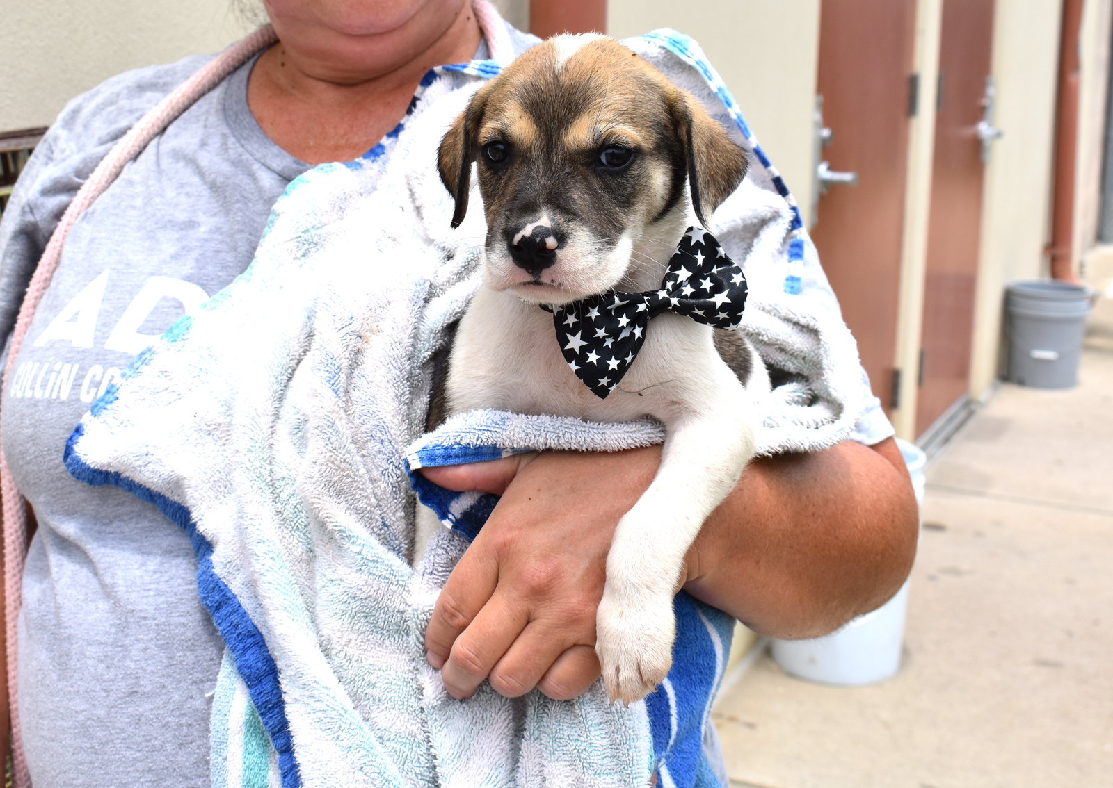 Dog for Adoption - Whaler, a Hound in Colleyville, TX | Alpha Paw