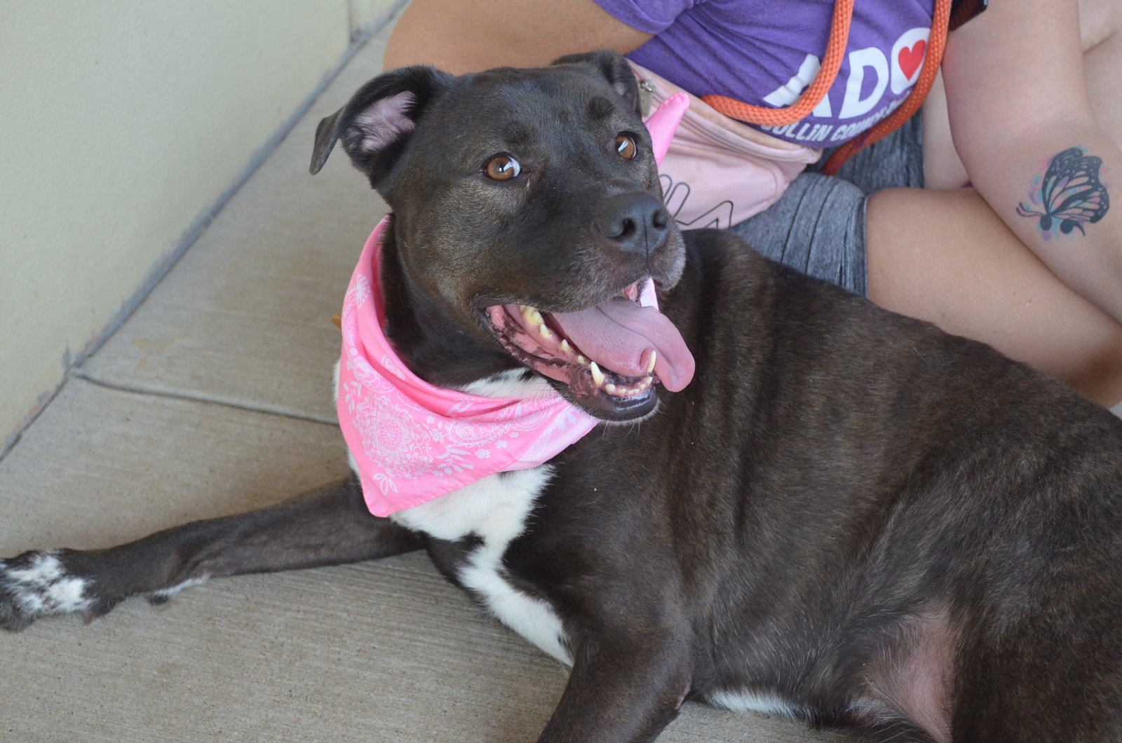 Dog for Adoption - Skyler, a Labrador Retriever in Prosper, TX | Alpha Paw